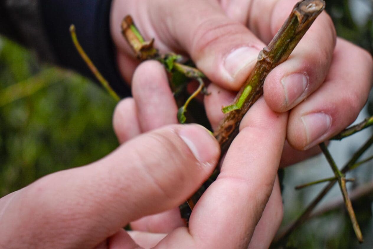 IT'S ALIVE!! How to Assess Freeze Damaged Plants