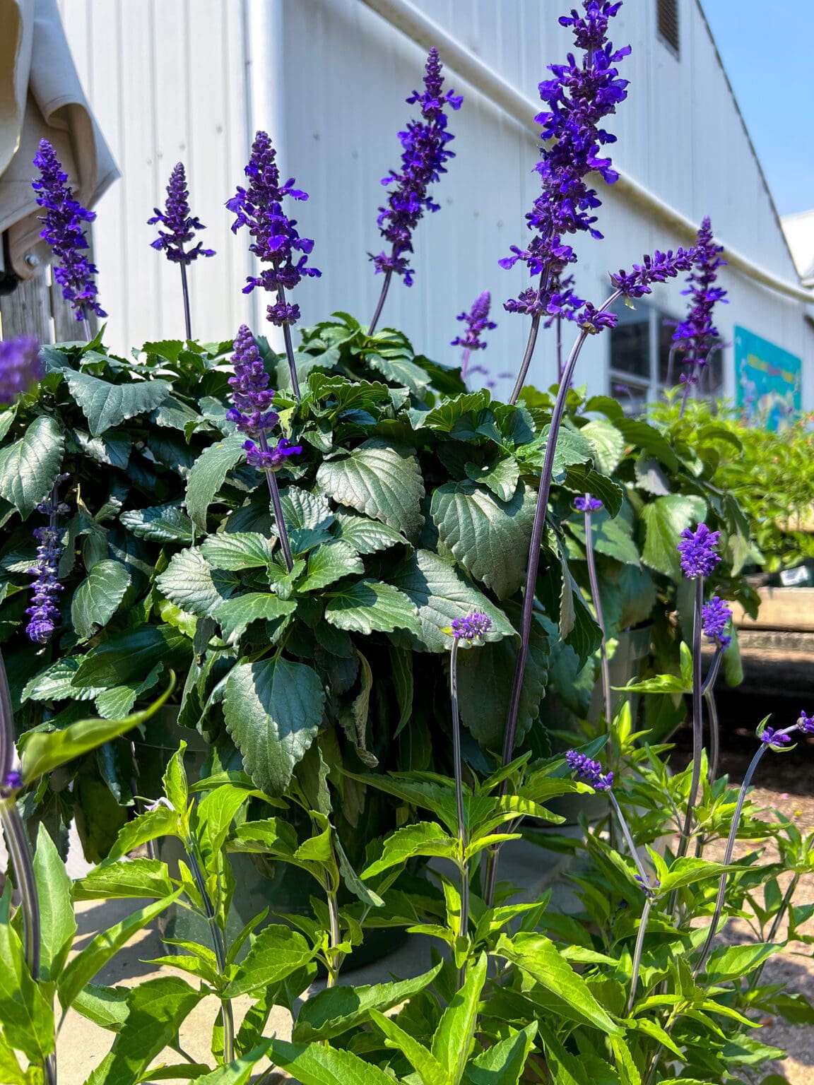 Gill's Top 11 Pollinator Plants for Summer 2025