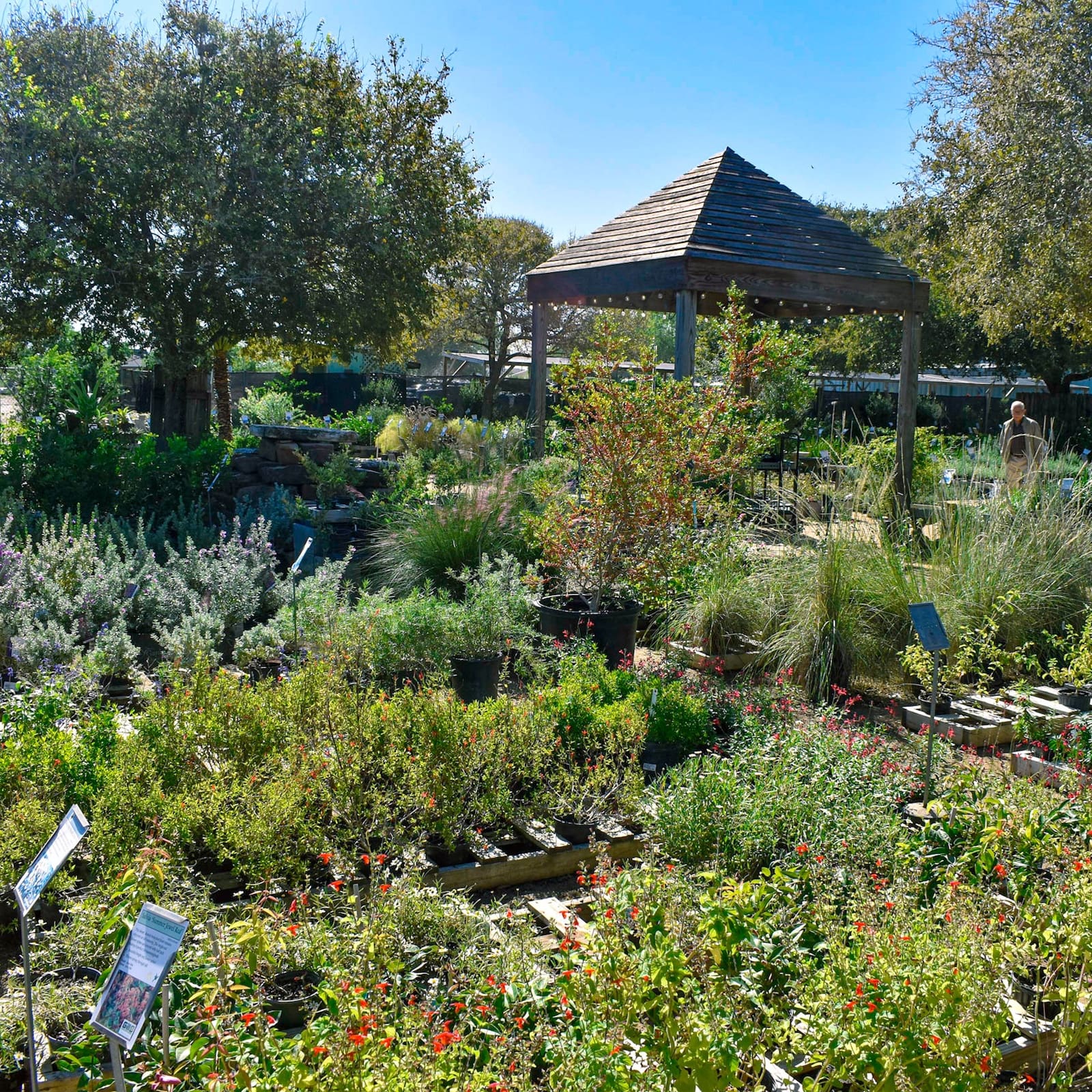 Native Landscaping for a Landscape That Belongs in Corpus Christi, TX