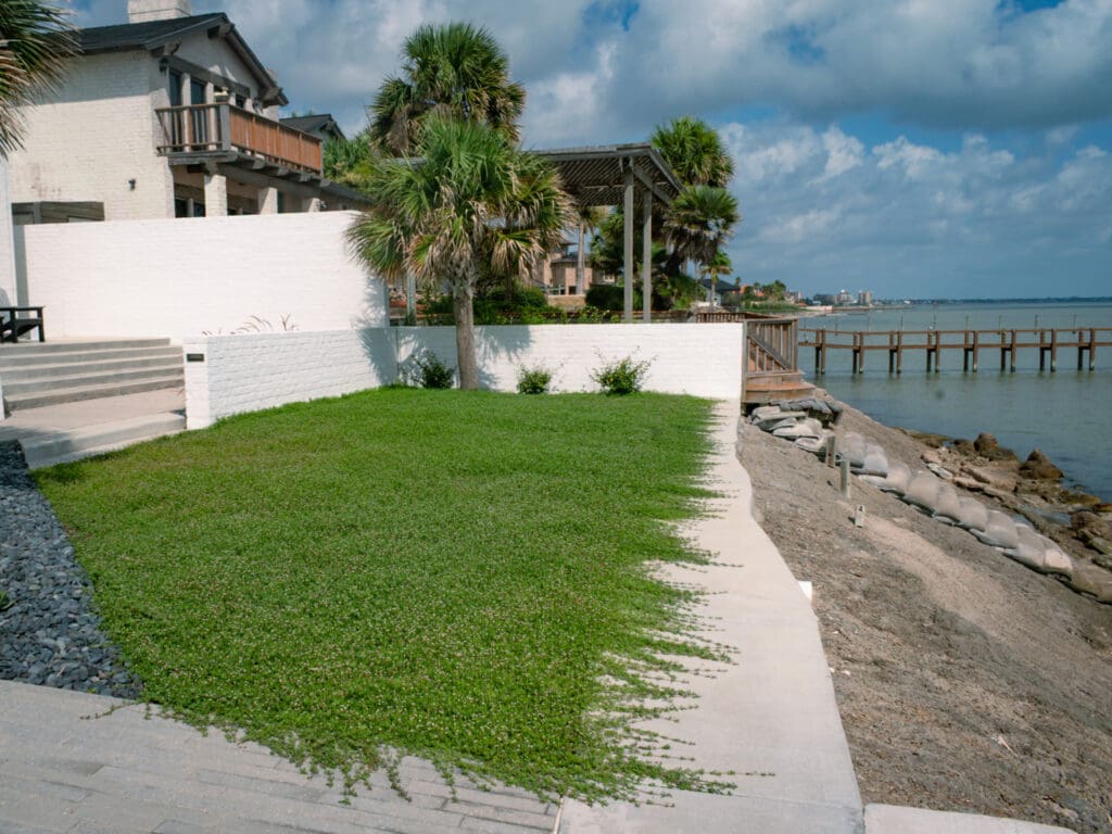 Gotta See This! The Amazing Native Frog Fruit Un-Lawn!