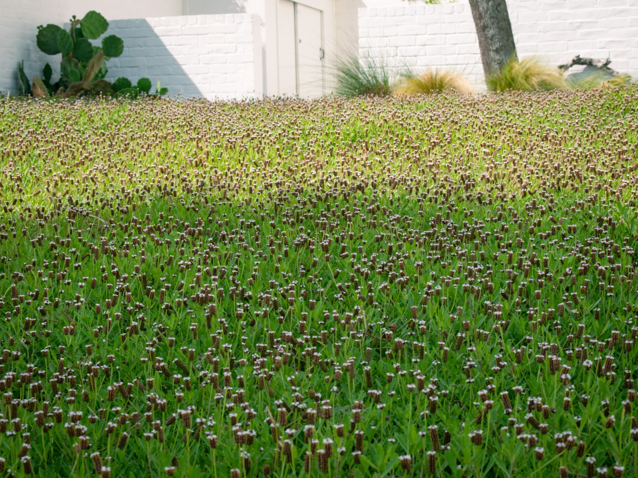 Gotta See This! The Amazing Native Frog Fruit Un-Lawn!