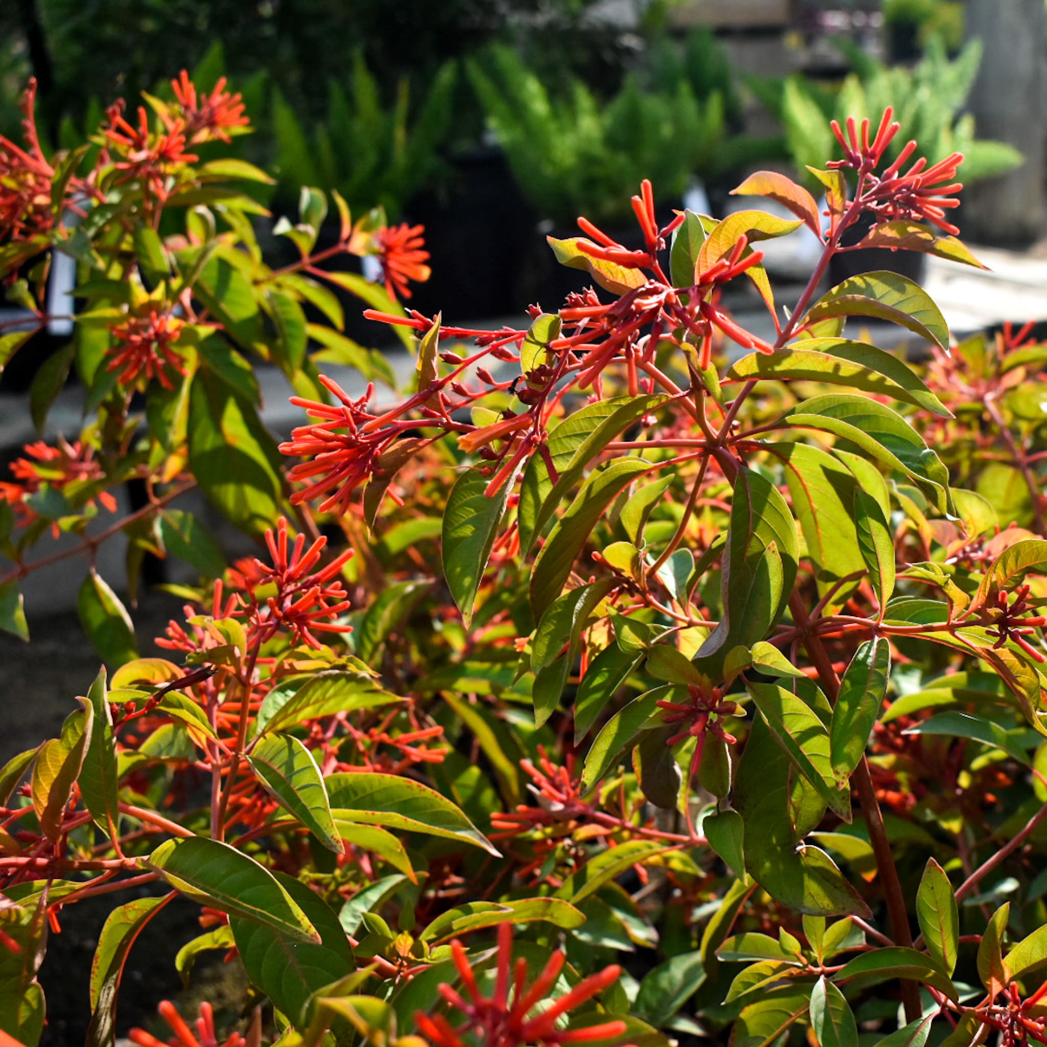 Gill's Top 11 Pollinator Plants for Summer 2025