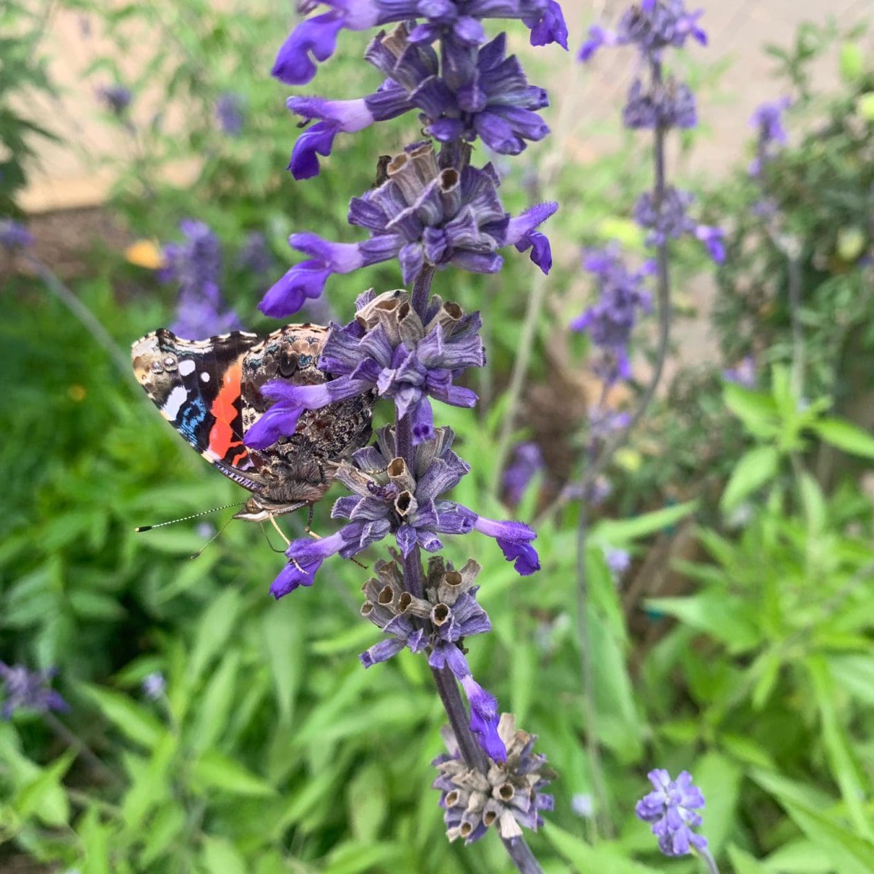 Plant Texas Natives to Support Wildlife