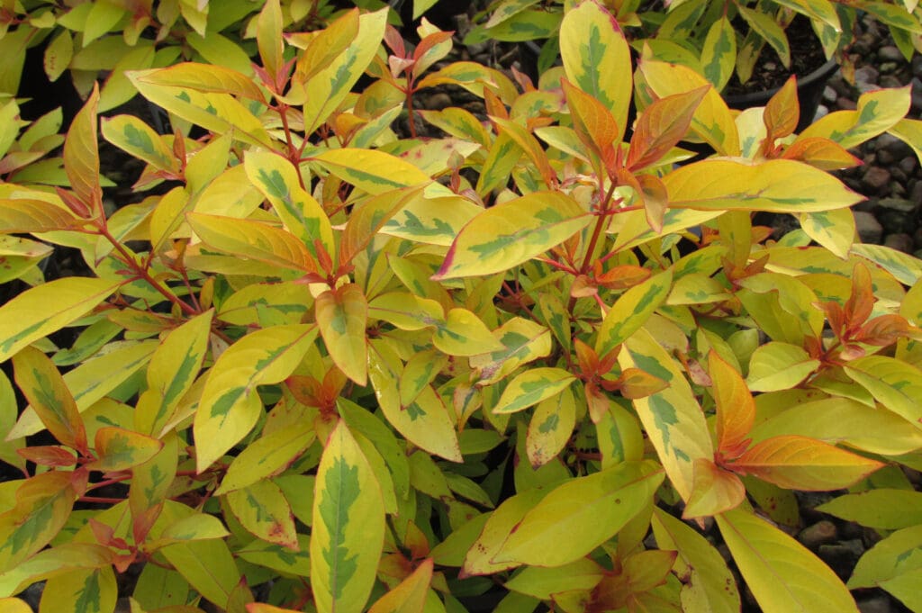 Hamelia (aka Firebush): Another Winning Landscape Plant!
