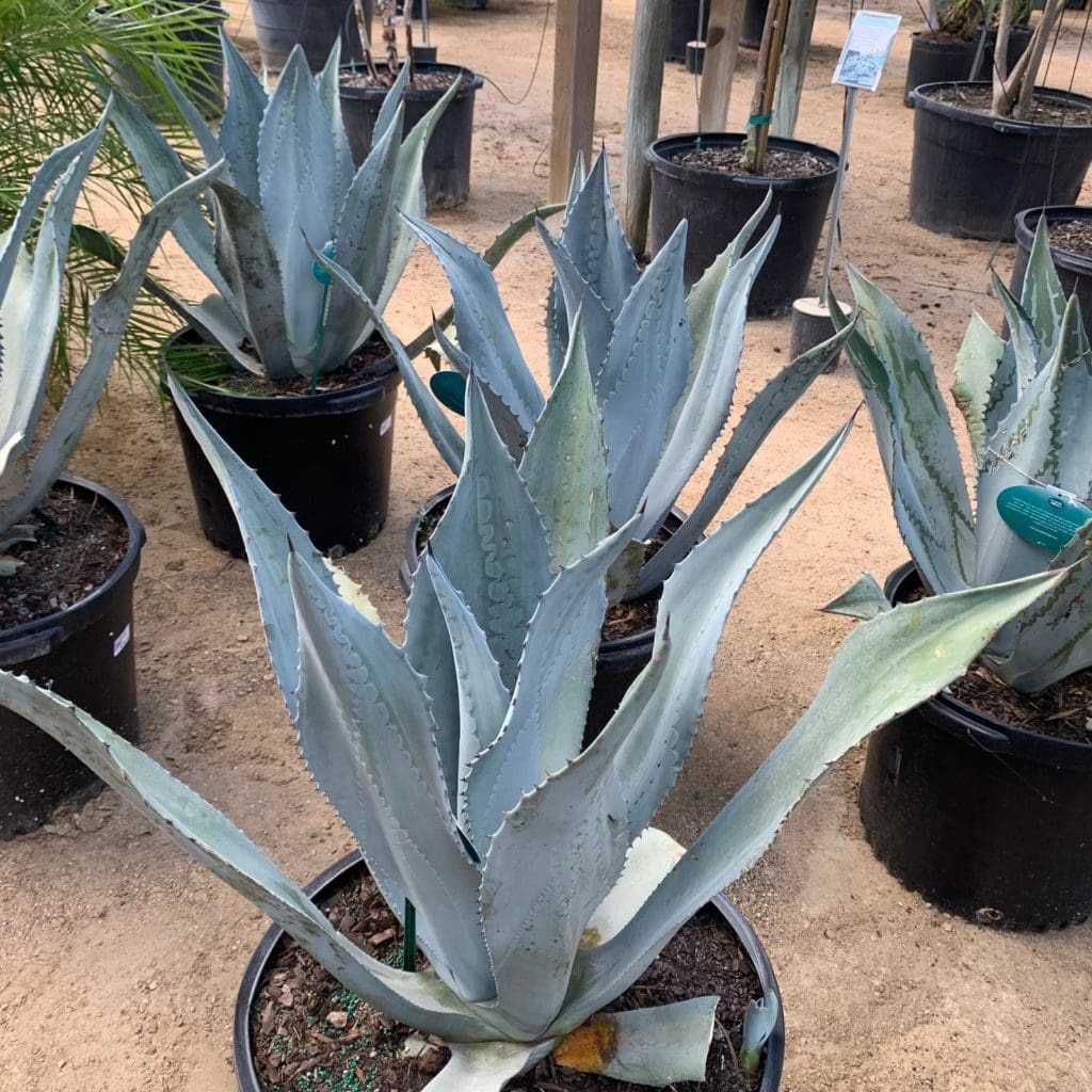 blur rough agave for specials - Gill Garden Center + Landscape Co.