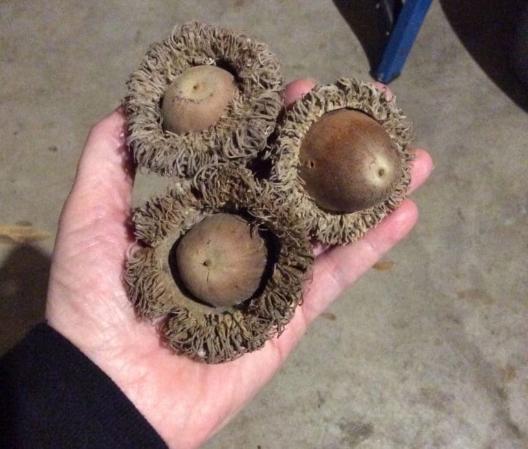 Burr Oak – an Awesome South Texas Tree