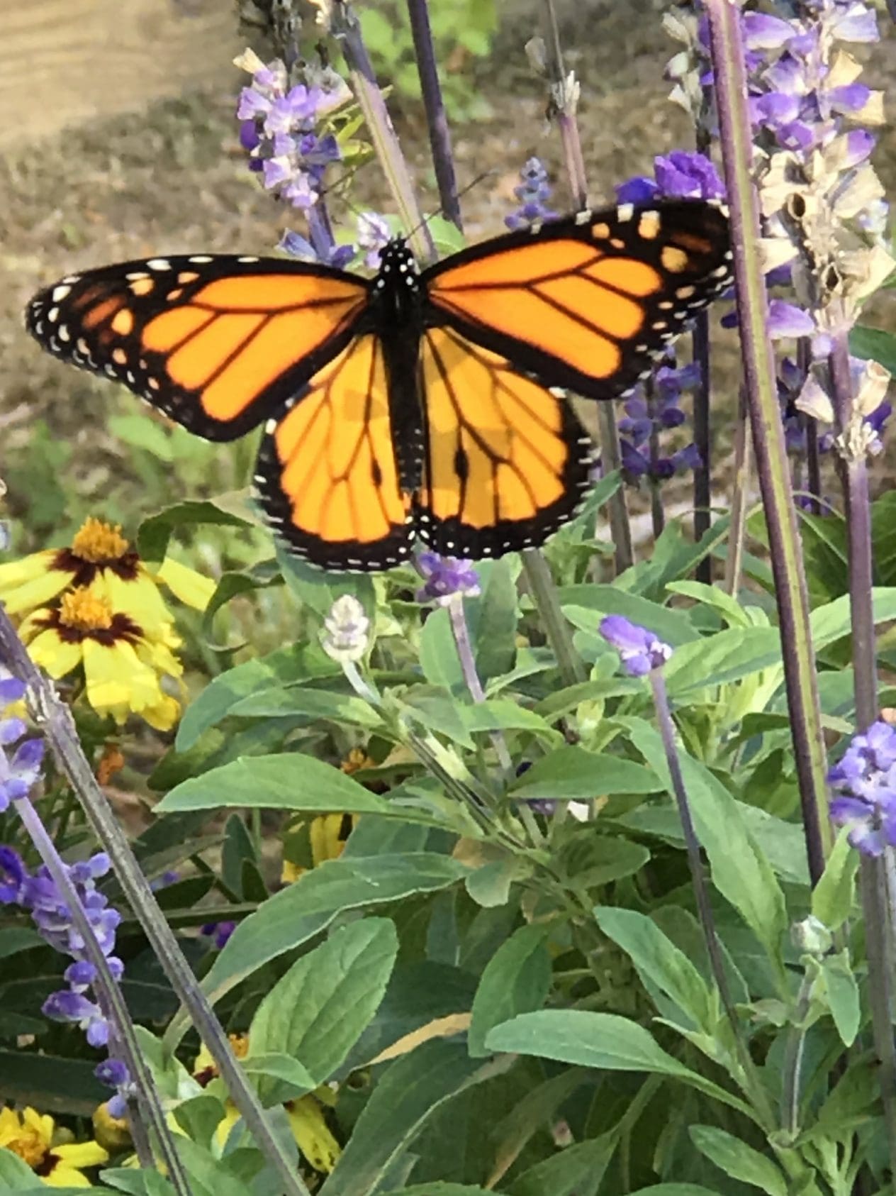 Staff Pick: Stacy’s Monarch Butterflies