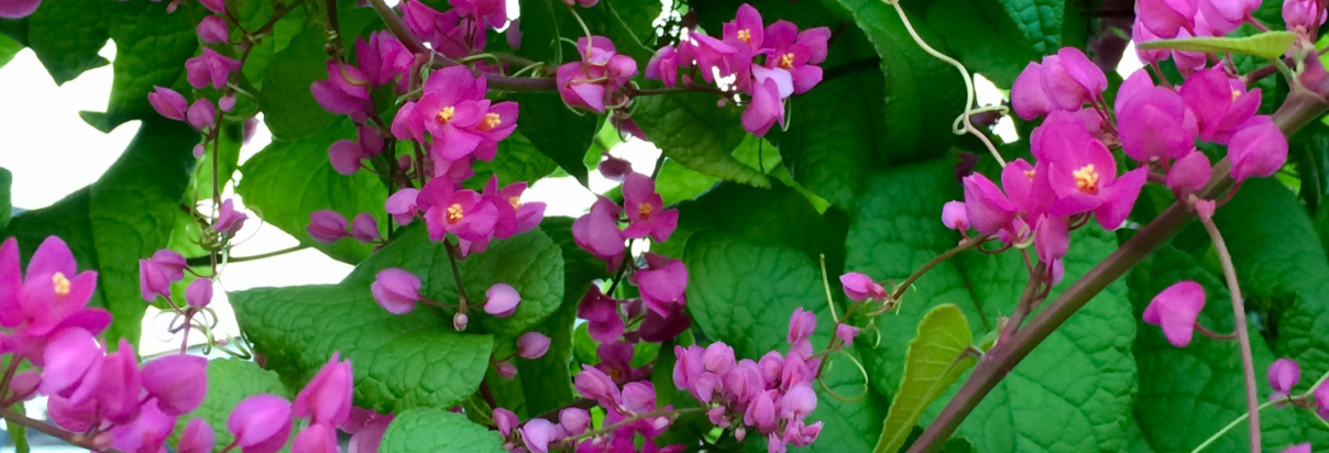 Oh, the Wonders of Coral Vine! - Gill Garden Center + Landscape Co.