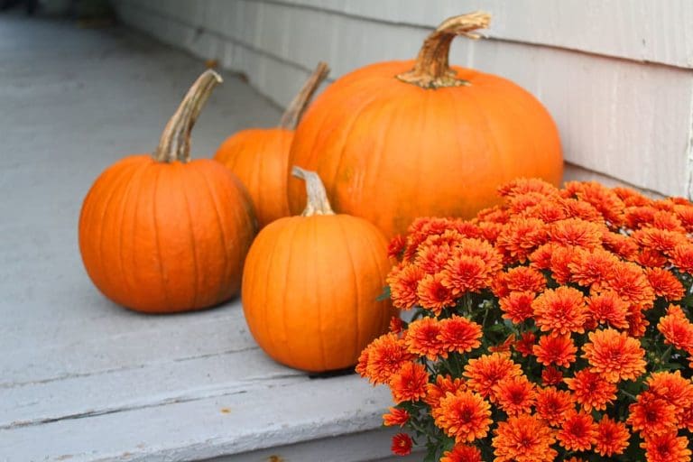 Top 6 Gardening Must-Dos For October - Gill Garden Center + Landscape Co.