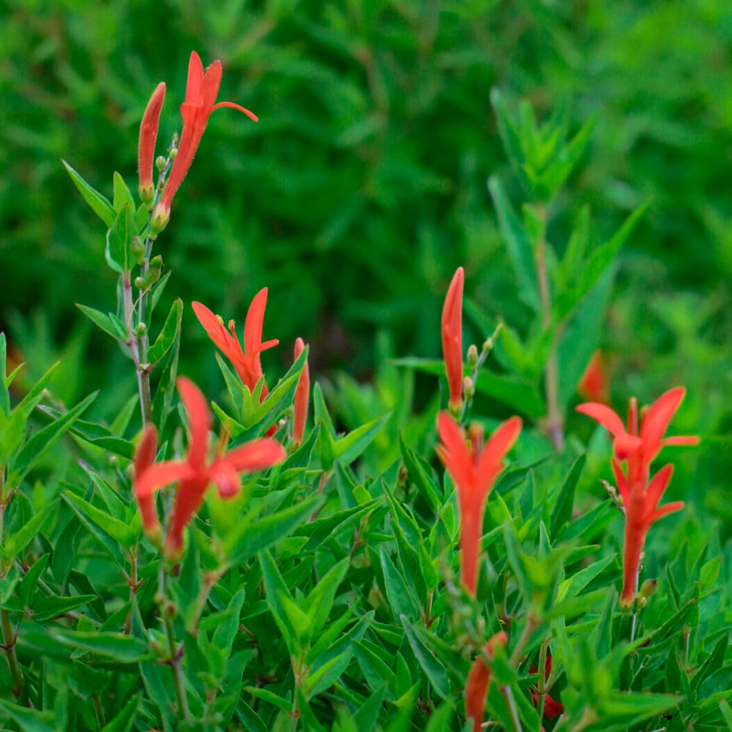 flame acanthus (1) - Gill Garden Center + Landscape Co.