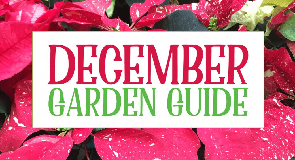 December Garden Guide