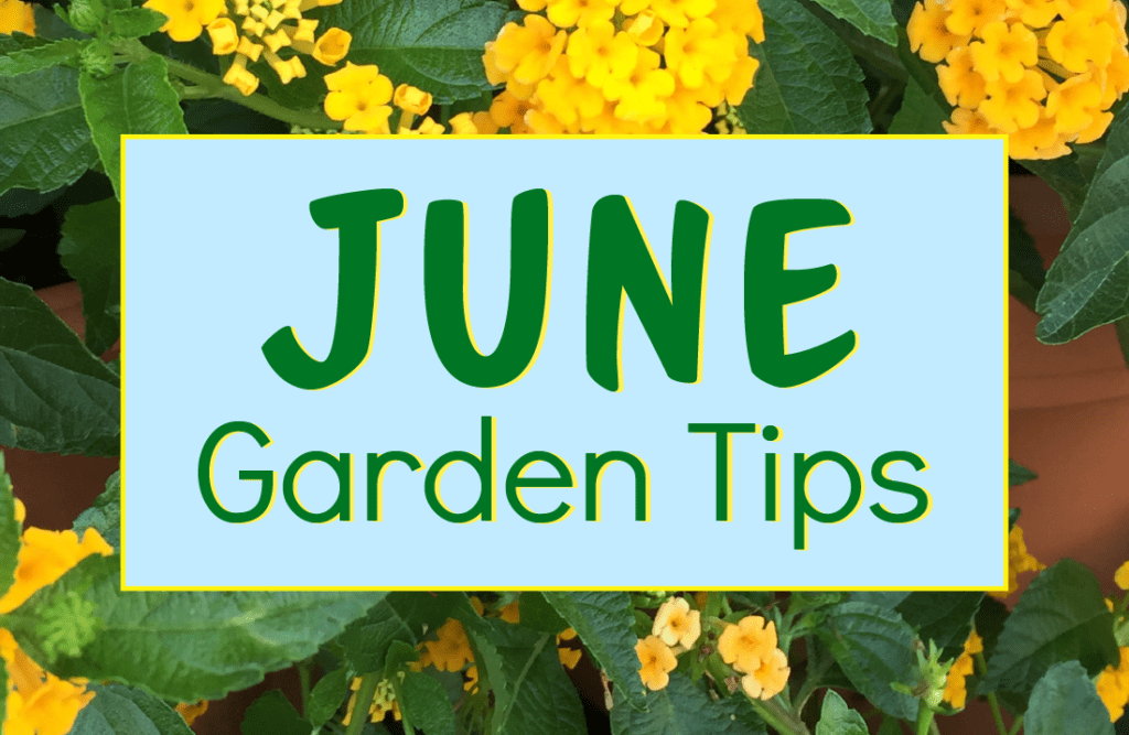 june-tips1100 - Gill Garden Center + Landscape Co.
