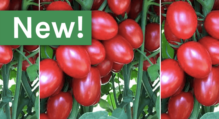 New! Grape Tomato ‘Ruby Crush’