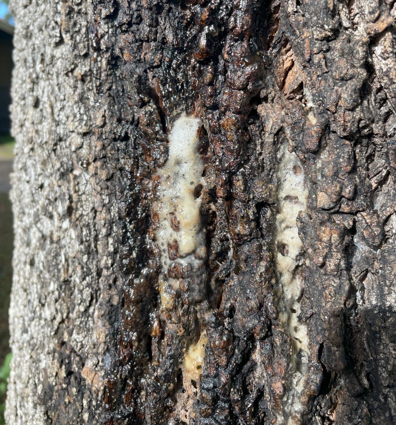 Don't Forget to Water Your Mature Trees!